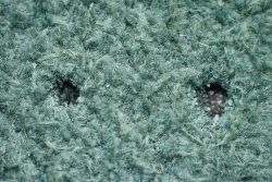 Cut in half: Nike SB Force 58 Review (2024) | RunRepeat