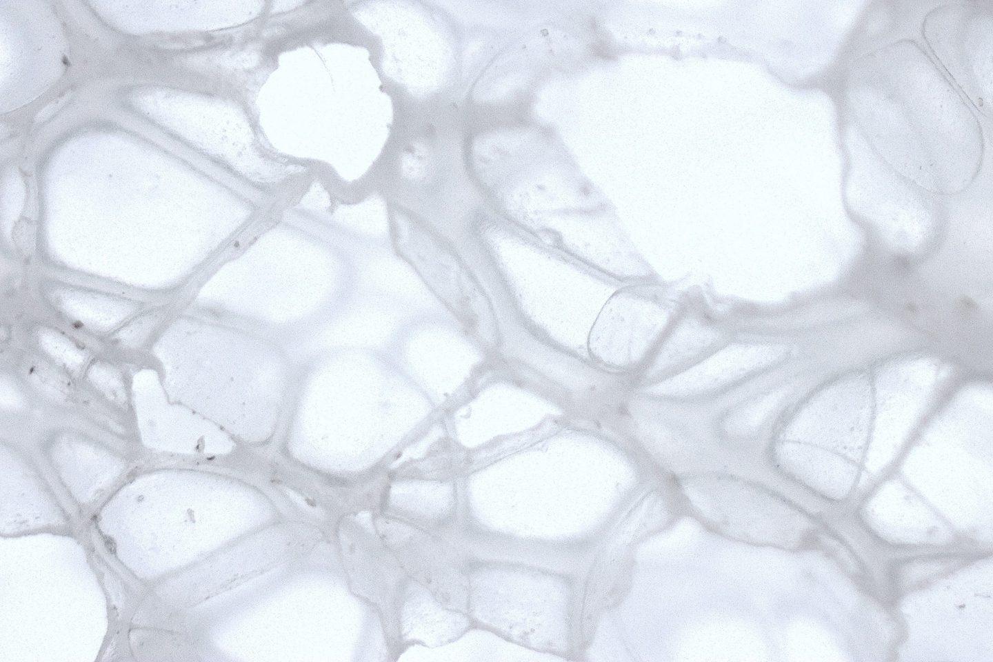 Cut in half: Brooks Ghost Max 2 Review | RunRepeat