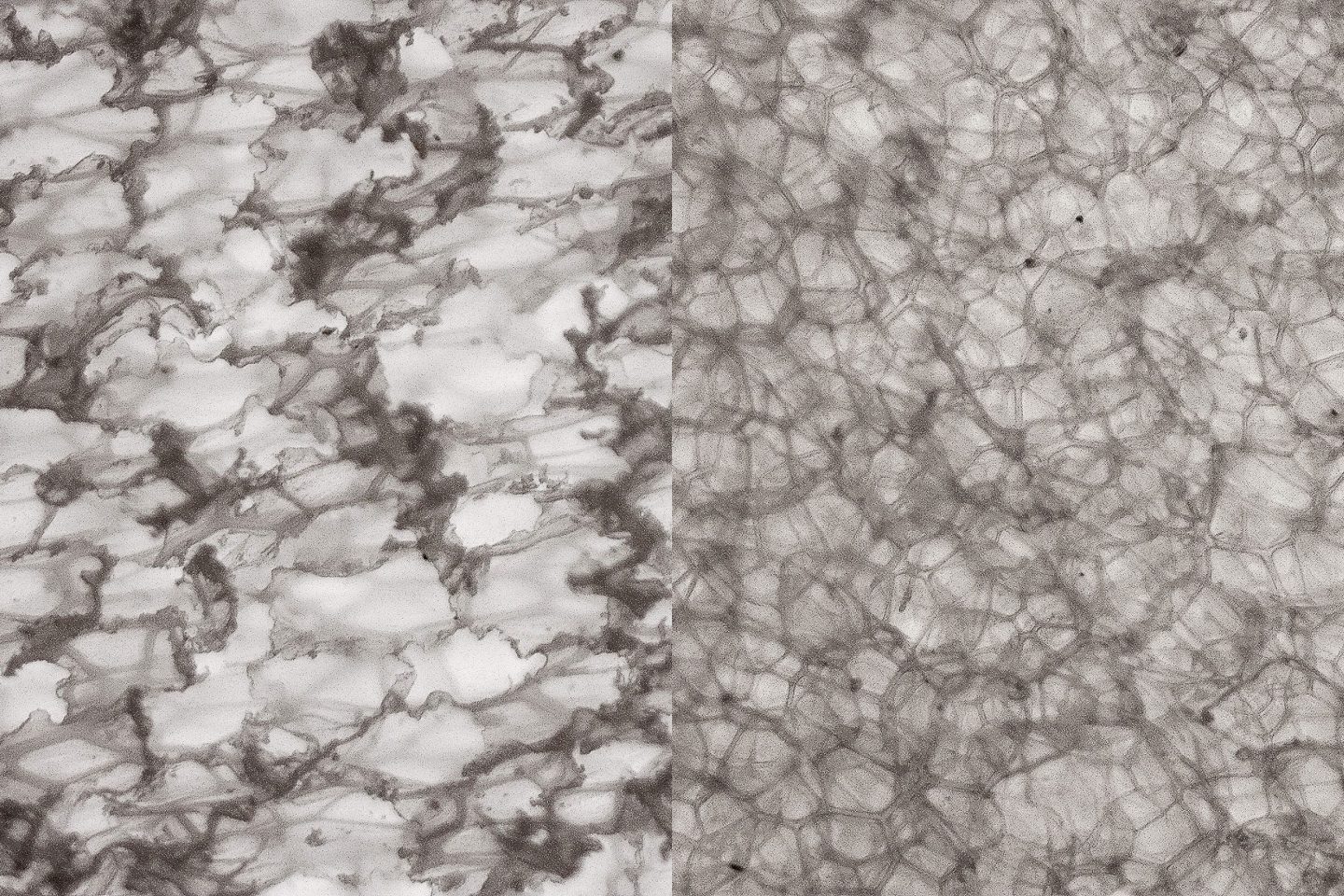 Cut in half: Nike Pegasus Plus Review | RunRepeat